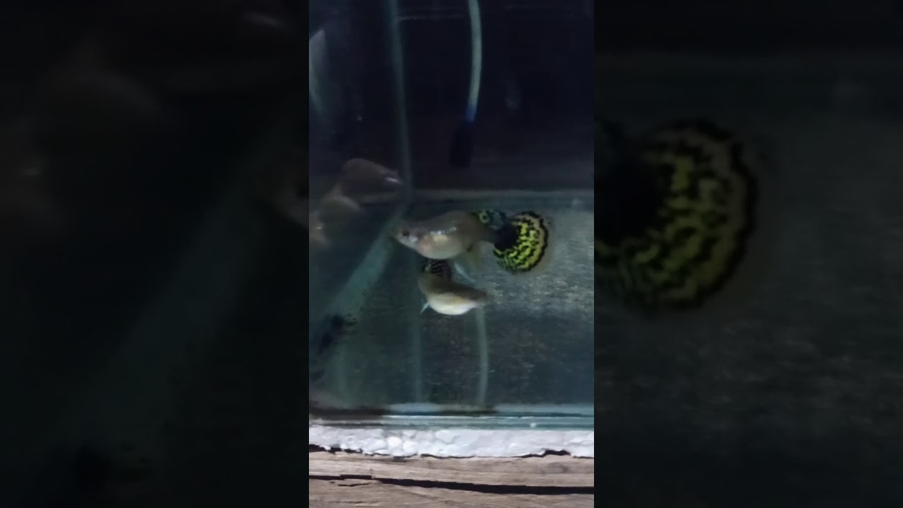 Guppy Red Dragon Mosaic (Snake Skin) - YouTube