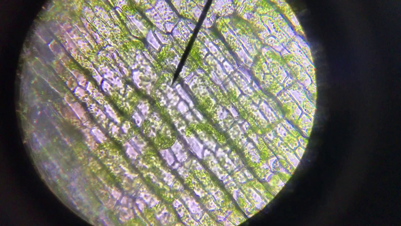 Osmose over cellemembran i vandpest - YouTube