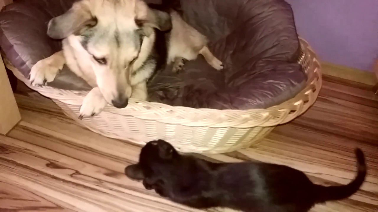 "lemmy" (dog) vs "lucky" (another species) - YouTube