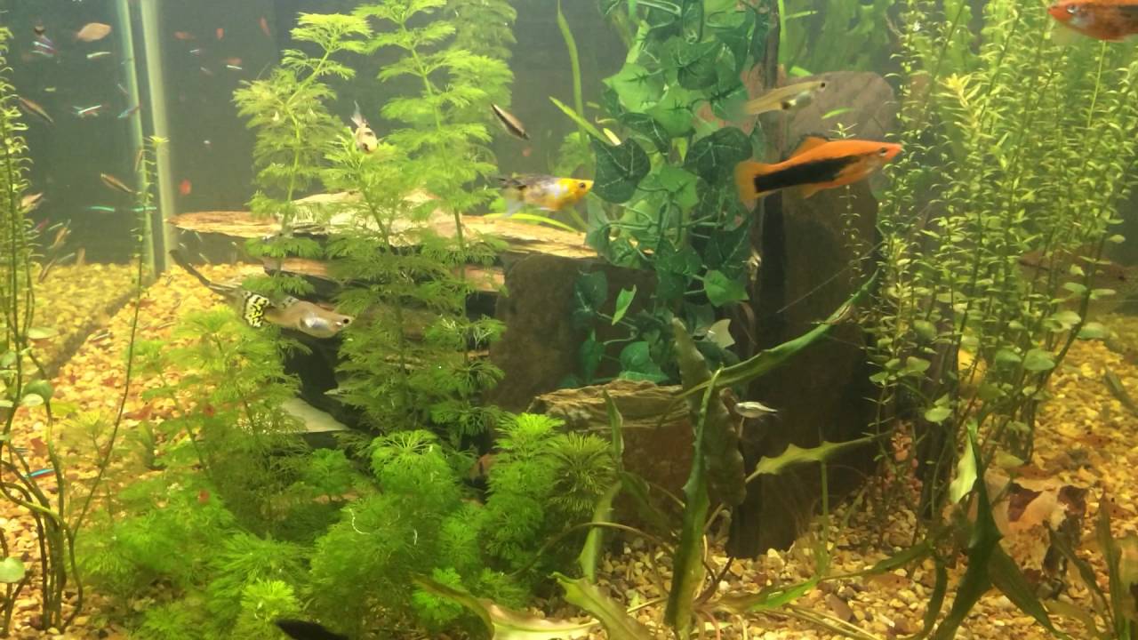 ACUARIO PLANTADO NATURAL, AGUA DULCE, PECES COMUNITARIO 486 LITROS ...