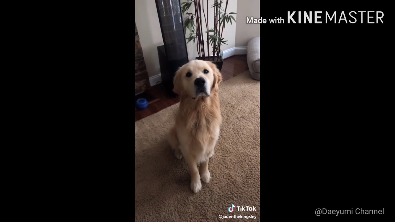 Dogs Woah Tiktok Compilation - YouTube