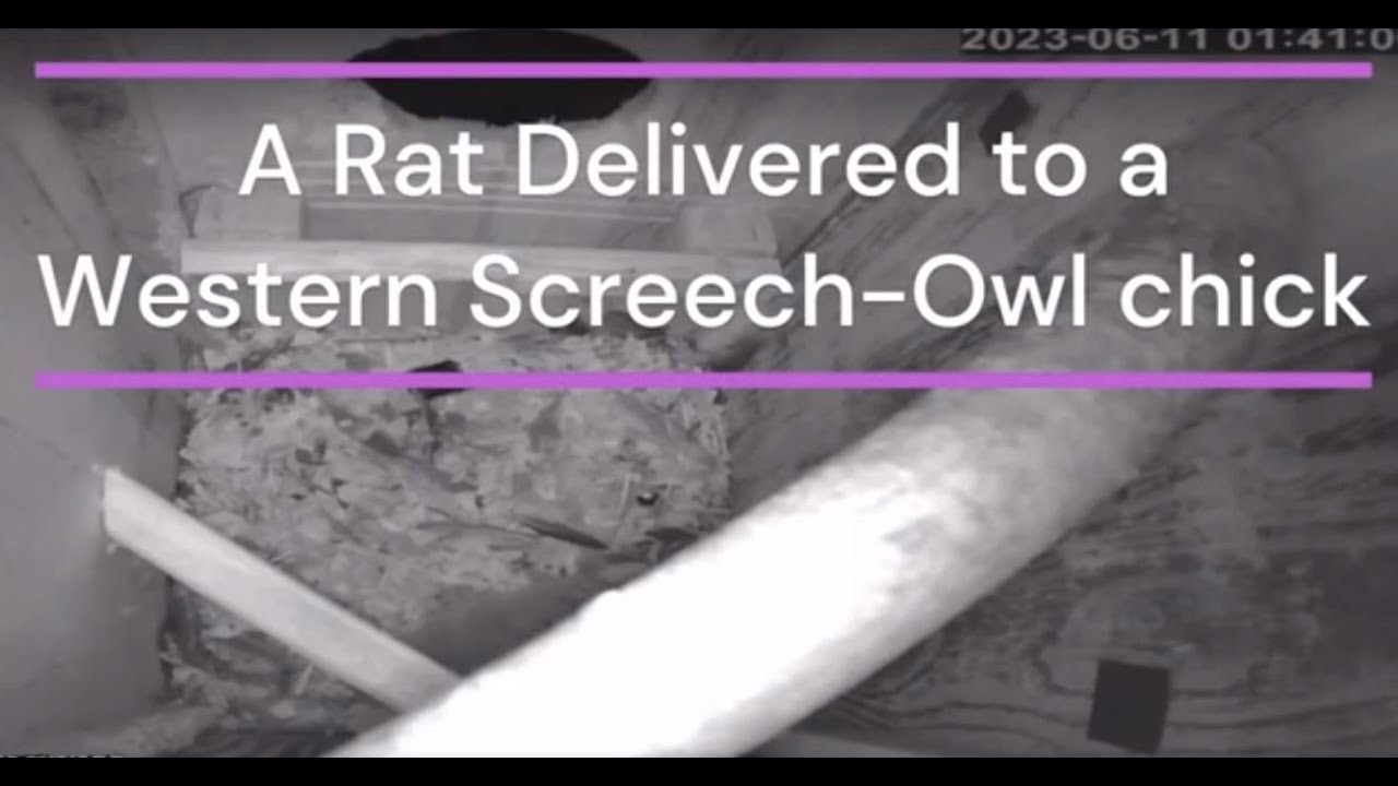 A Rat in the Nest Box - YouTube