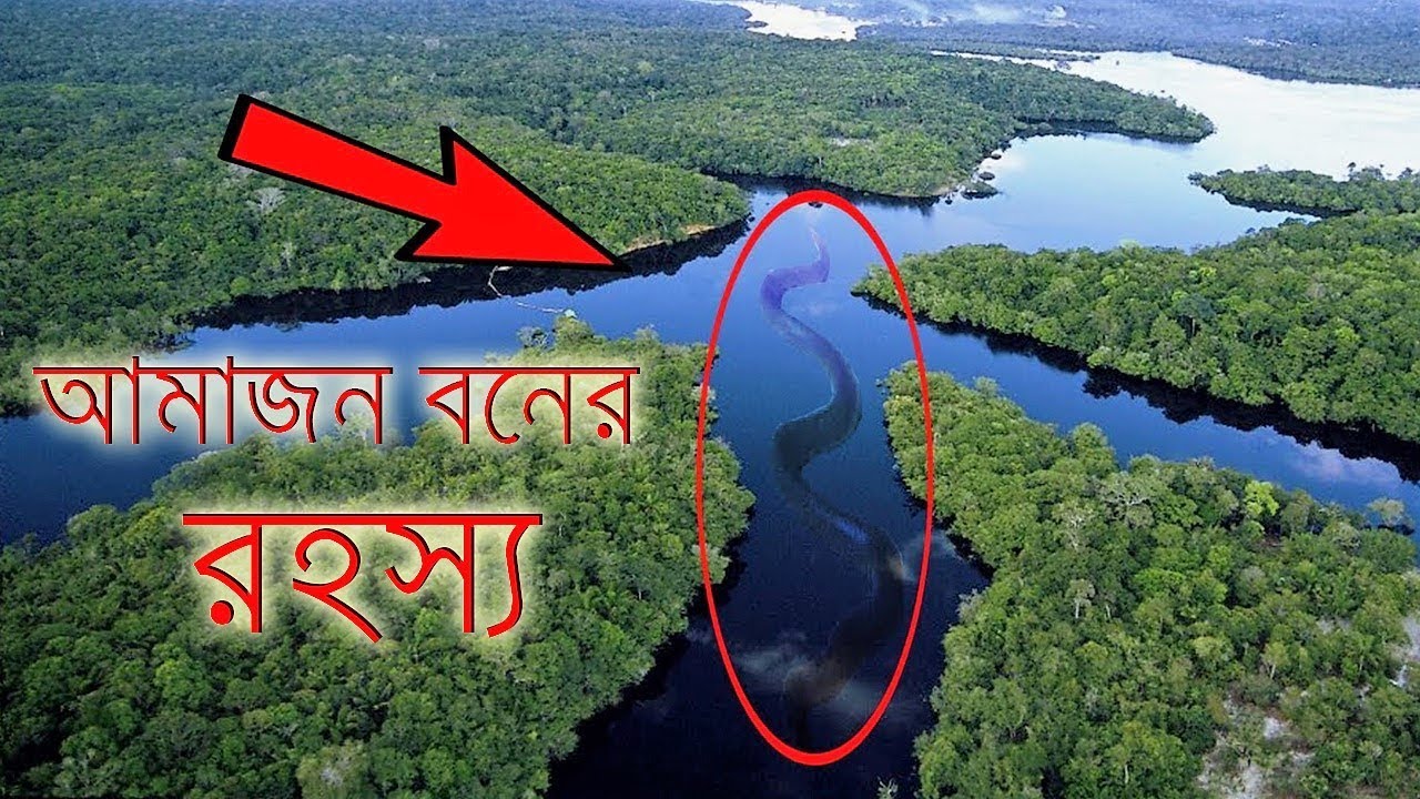 Amazon Jungle | Amazon Forest History (Bangla) | The Amazon Rainforest ...