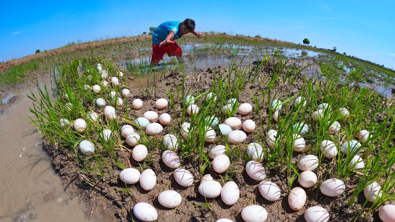 Top full videos - collection many duck eggs at field near the village ...