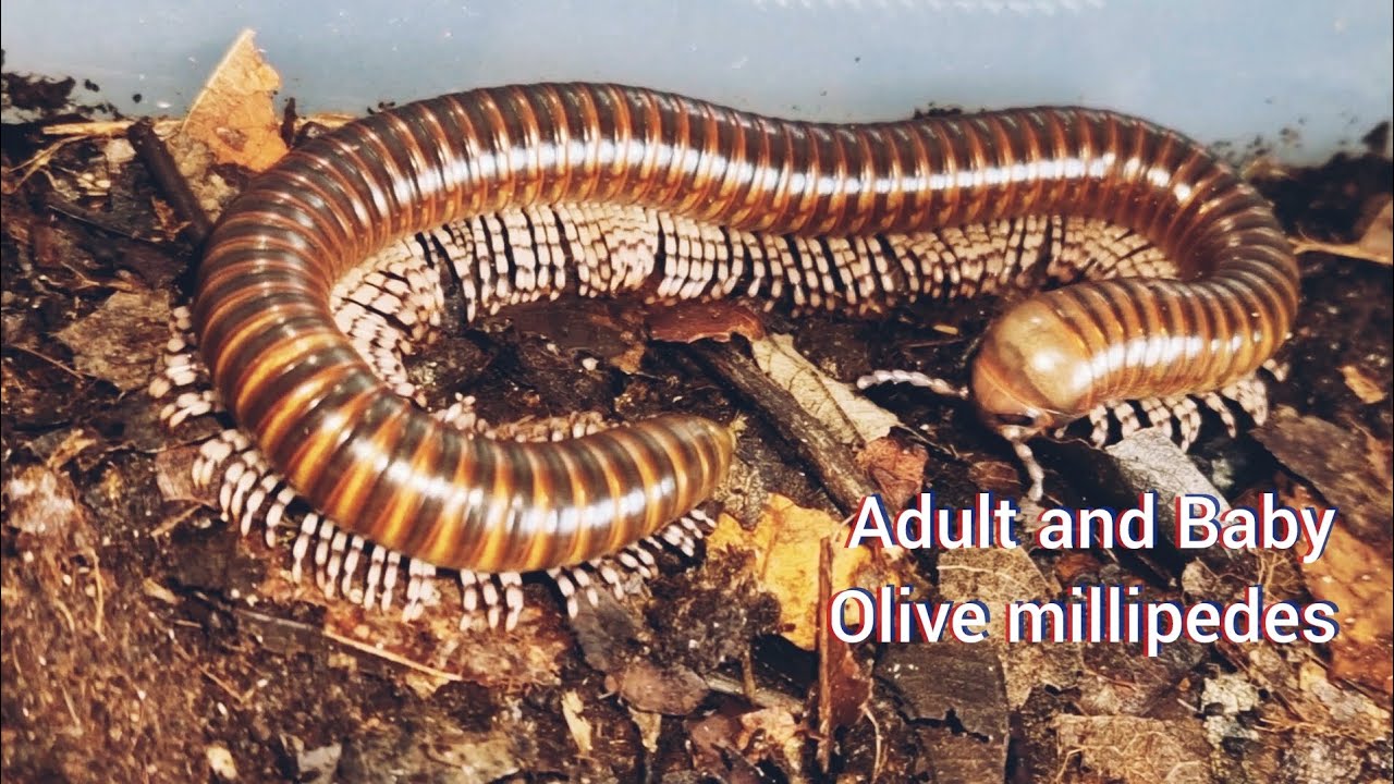 Giant Olive Millipedes - Adult and Baby - YouTube