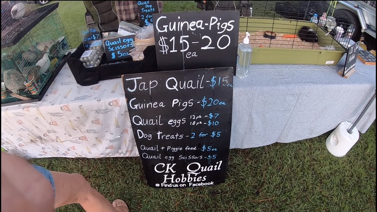 caboolture Queensland Sunday farmers/flea market guinea pigs and quails ...