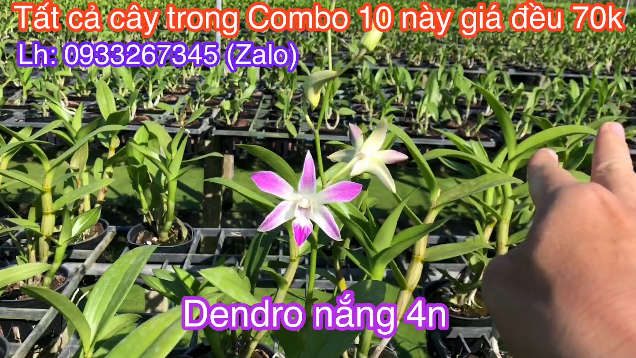 Top 09 dendro nắng cây tơ đẹp - MAI HUY - YouTube
