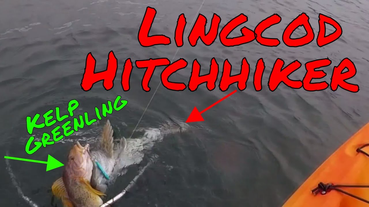 Cabezon Frenzy/Lingcod Hitchhiker - YouTube