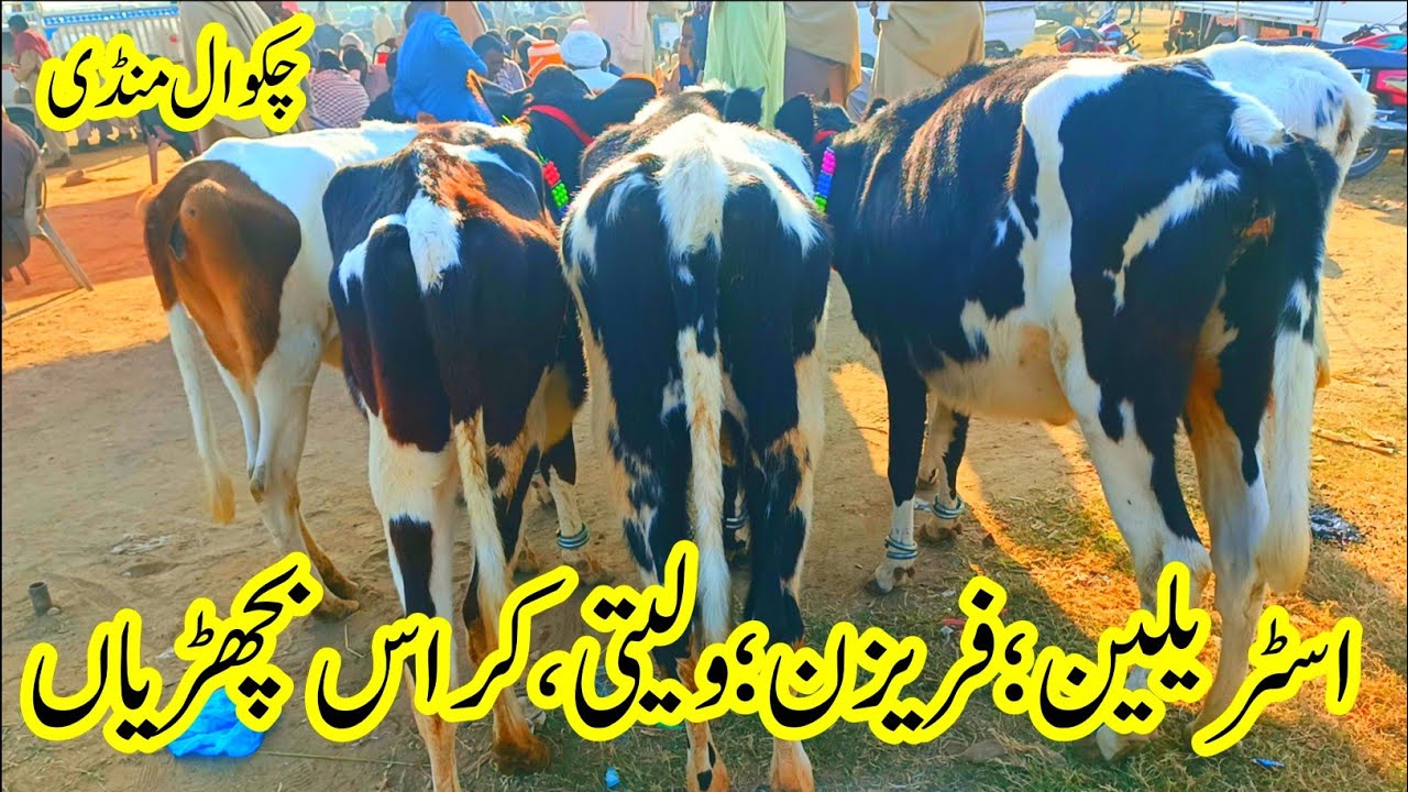 Chakwal Mandi New Update | Bachri |Walati Corss Cow Kids| 10 & 15 Month ...