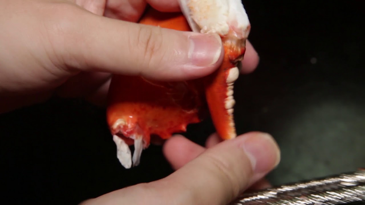 How to eat the arm of a lobster - YouTube