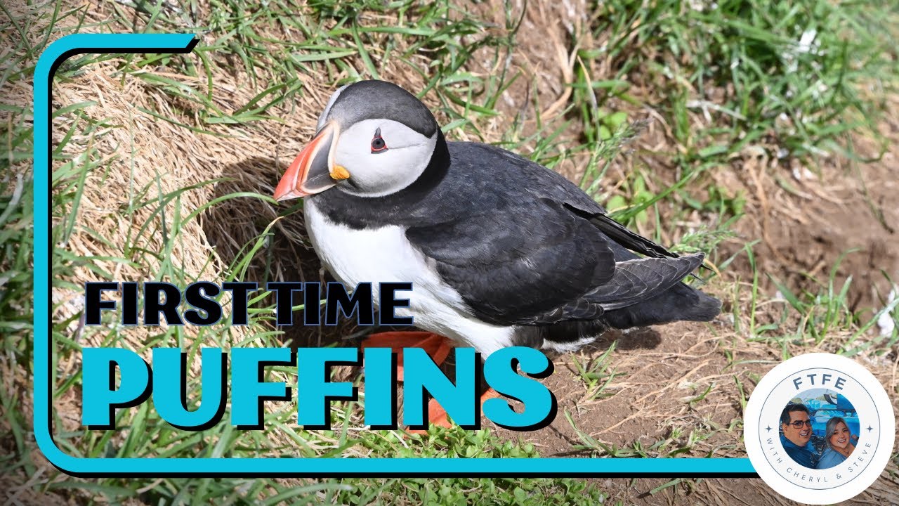 Puffins and Elves in Iceland - YouTube