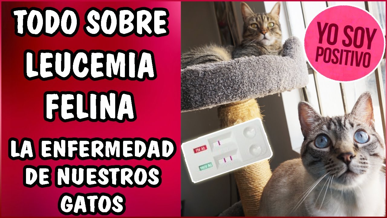 TODO SOBRE LEUCEMIA FELINA (LA ENFERMEDAD DE NUESTROS GATOS ...