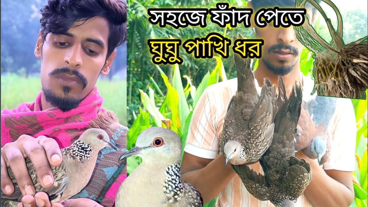 একদম সহজ ঘুঘু পাখি ধরার সহজ উপায় ঘুঘু পাখি ধরার সহজ ফাঁদ Pakhi dhara ...