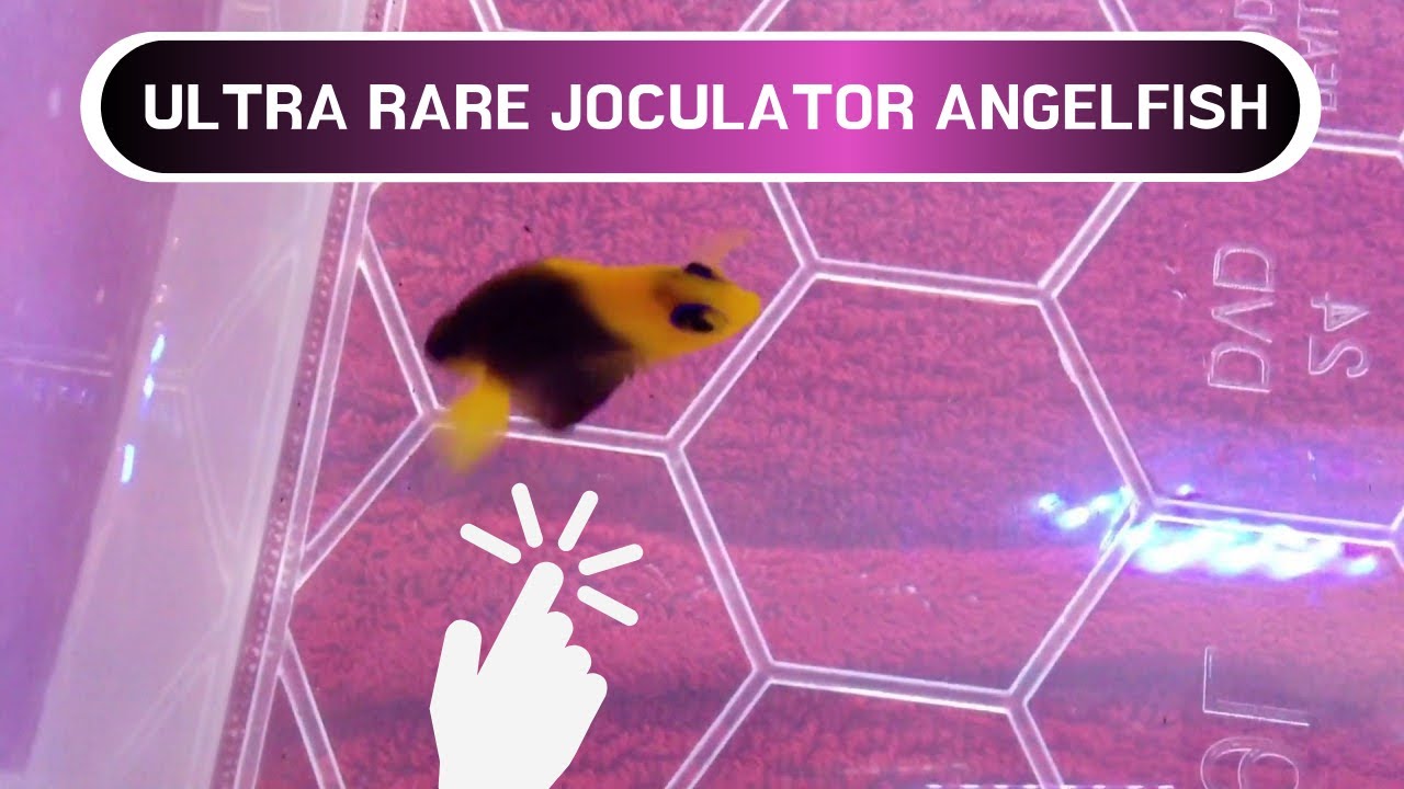 Very Rare and beautiful Joculator Angelfish from Marine reefs - YouTube