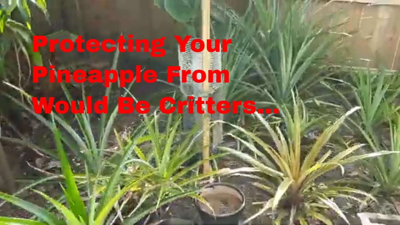 DIY / How To Protect Ripe Pineapples From Critters... - YouTube