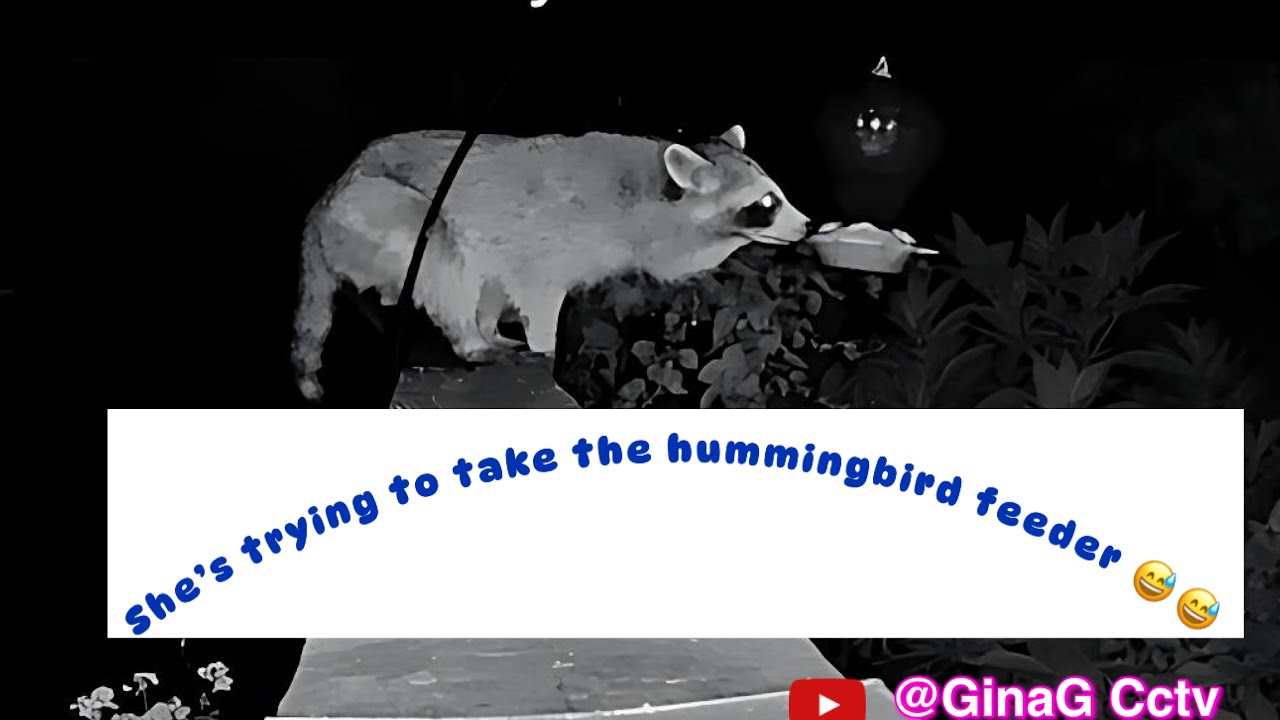 Our Porch Panda Bear (Raccoon) trying to take the Hummingbird Feeder😀 ...