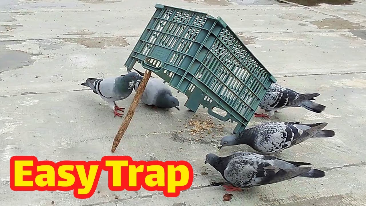 How To Make An Easy Bird Trap! - YouTube