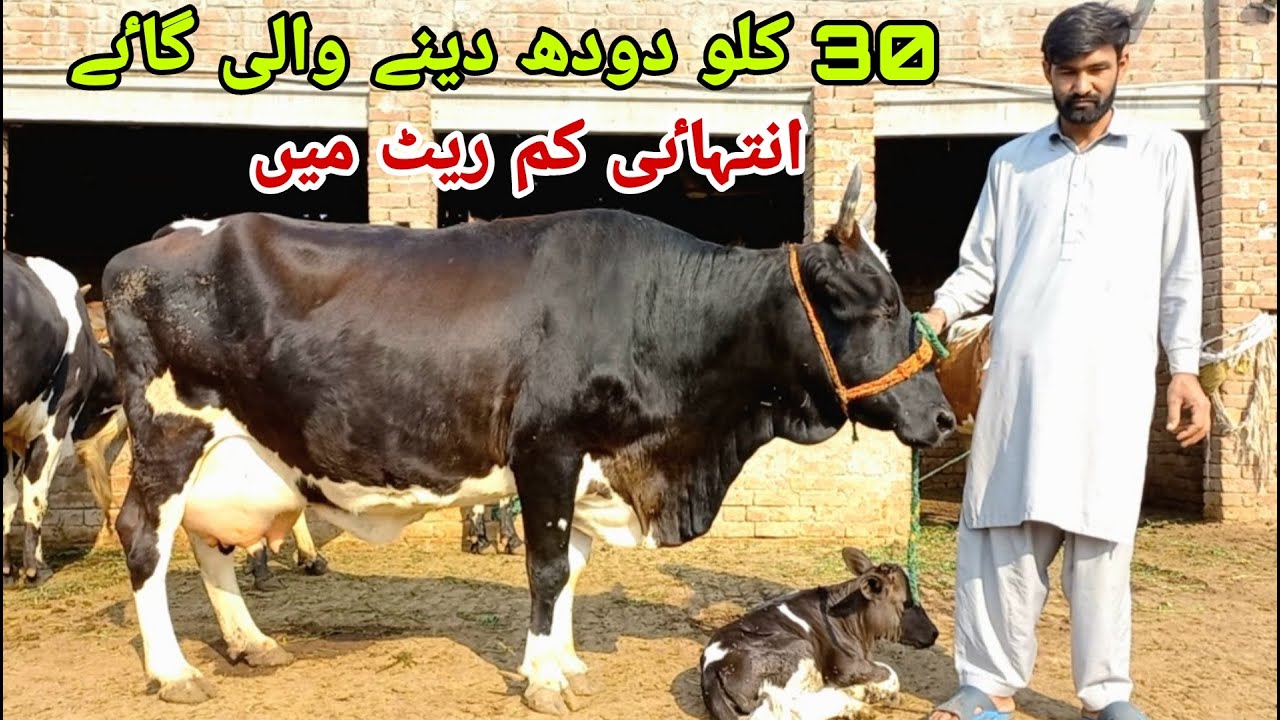 Friesian sahiwal cross breed cow Available in Faisalabad - YouTube