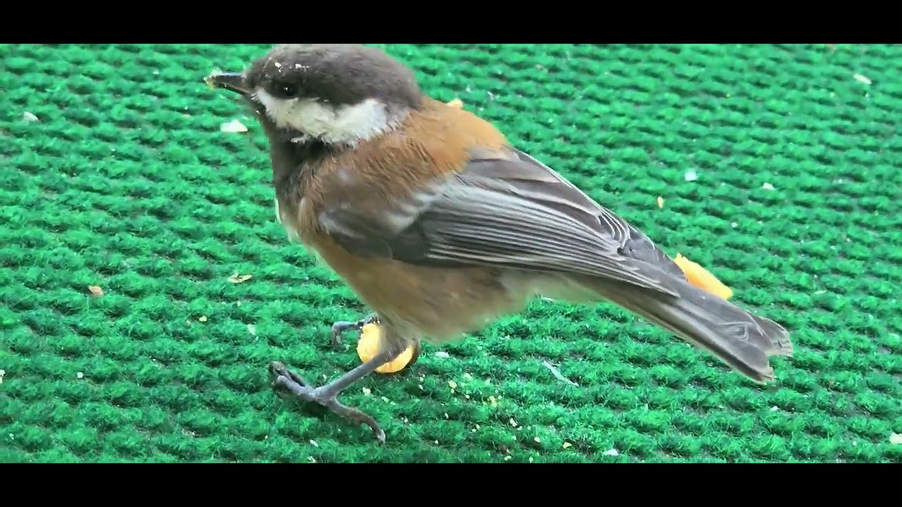 My baby Chickadee eating a peanut. 8/6/24 - YouTube
