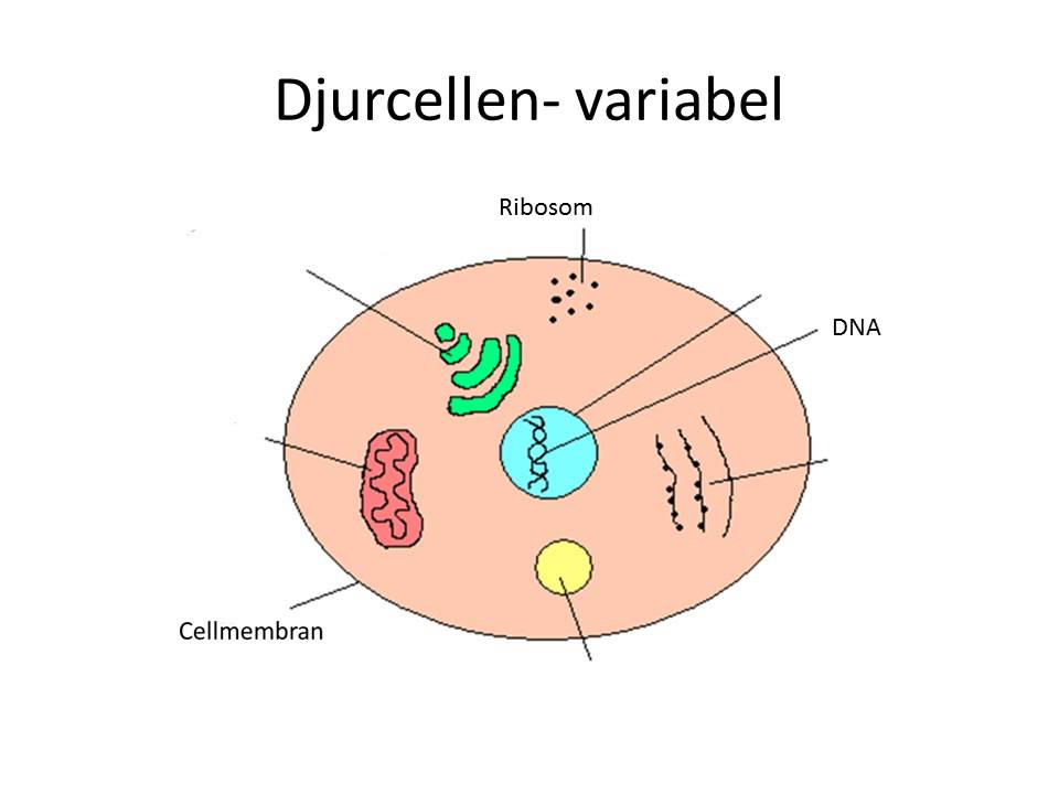 Våra celler- djurceller och cellandning - YouTube
