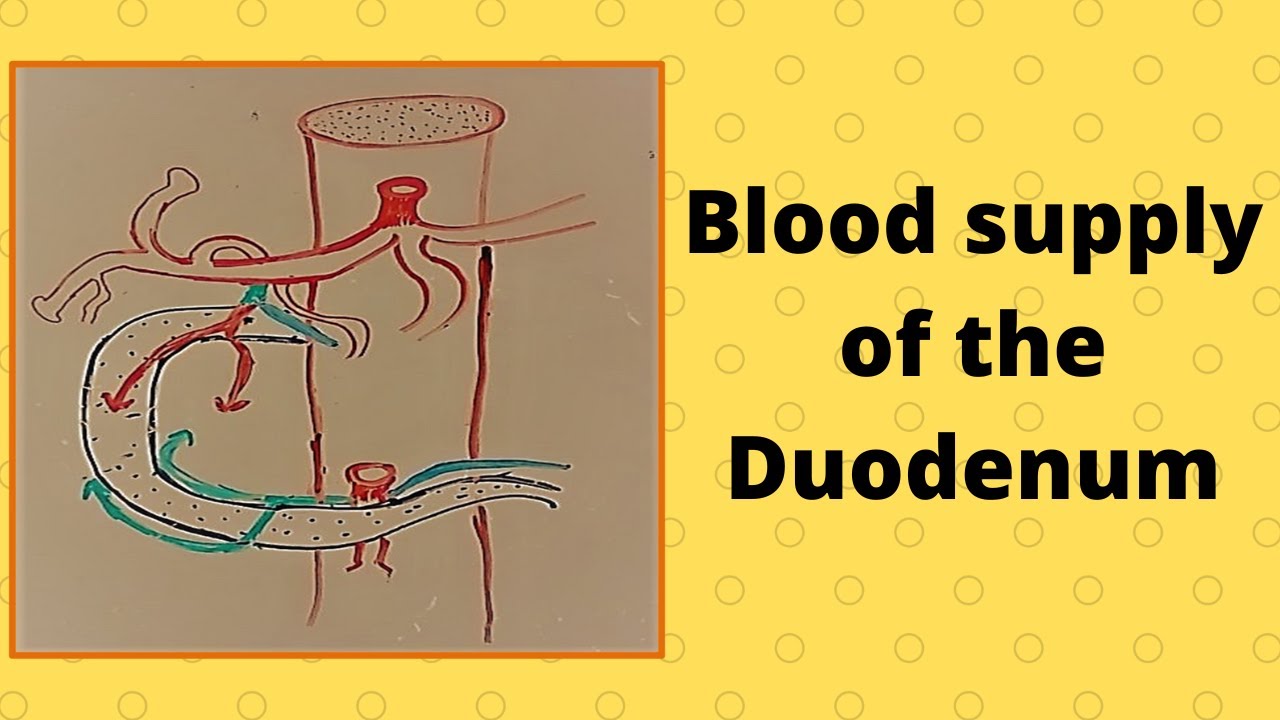 Blood supply of the duodenum Part 1b Small intestine - YouTube