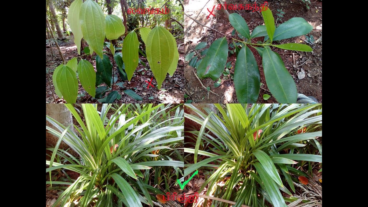 Biryani Leaf Plant In Tamil biryani-leaf-plant-in-tamil