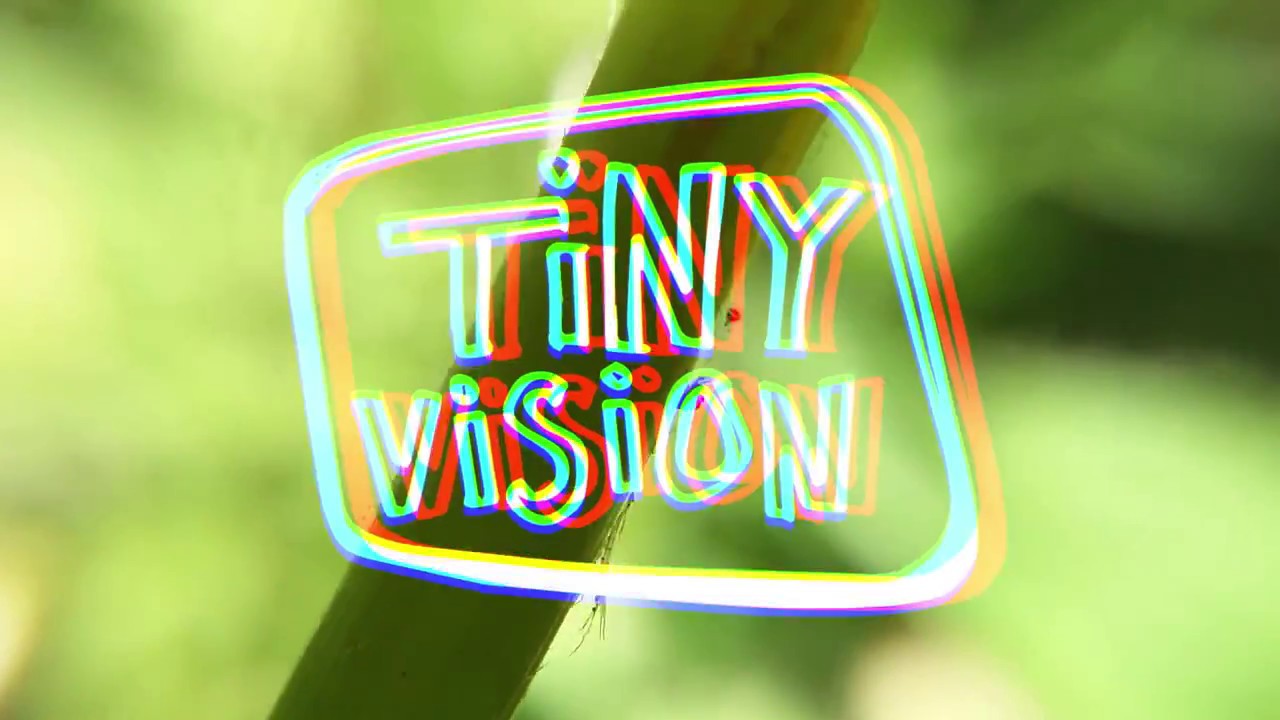 Tiny Vision No.3 : What kind of plant is this? - YouTube