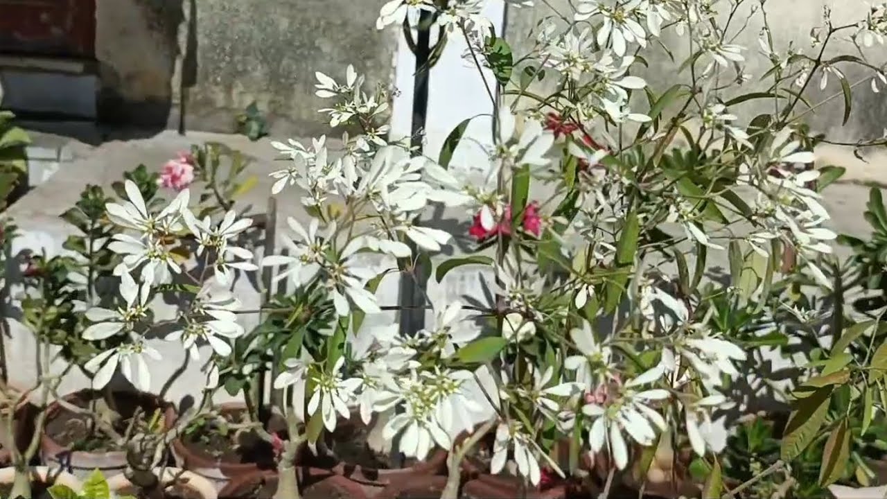 hamare garden ke kuchh rare plant dekh ke dil khush ho jata hai - YouTube