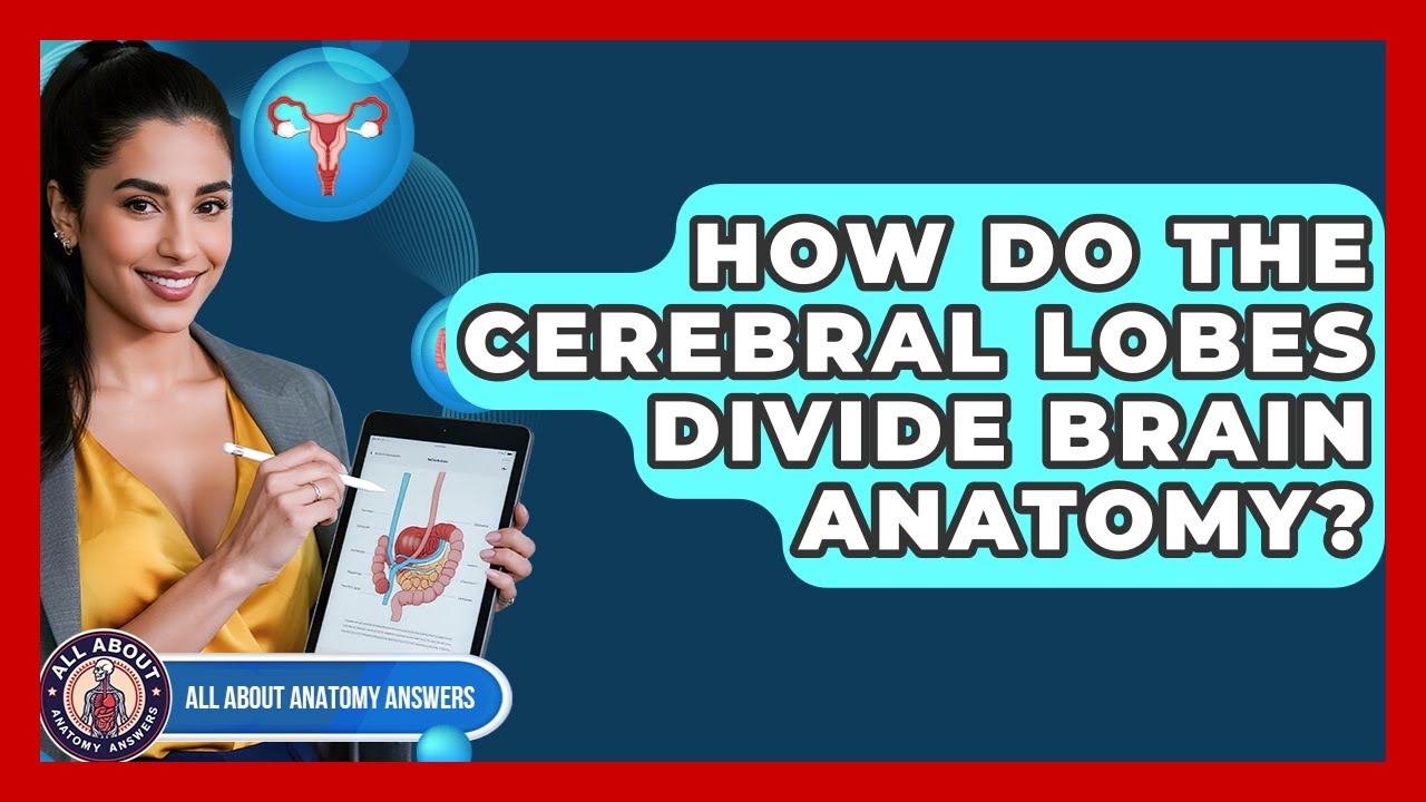 How Do The Cerebral Lobes Divide Brain Anatomy? - All About Anatomy ...