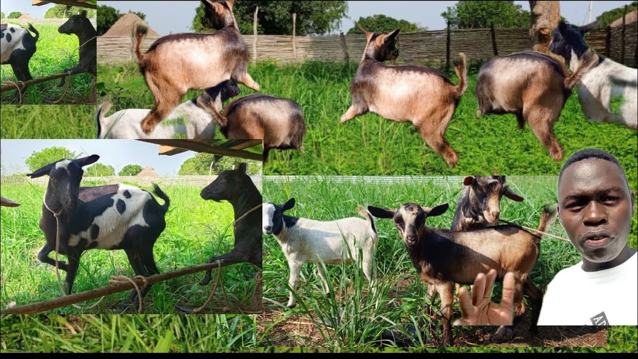 HOW TO START A GOATS FARM WITH LITTLE MONEY - YouTube