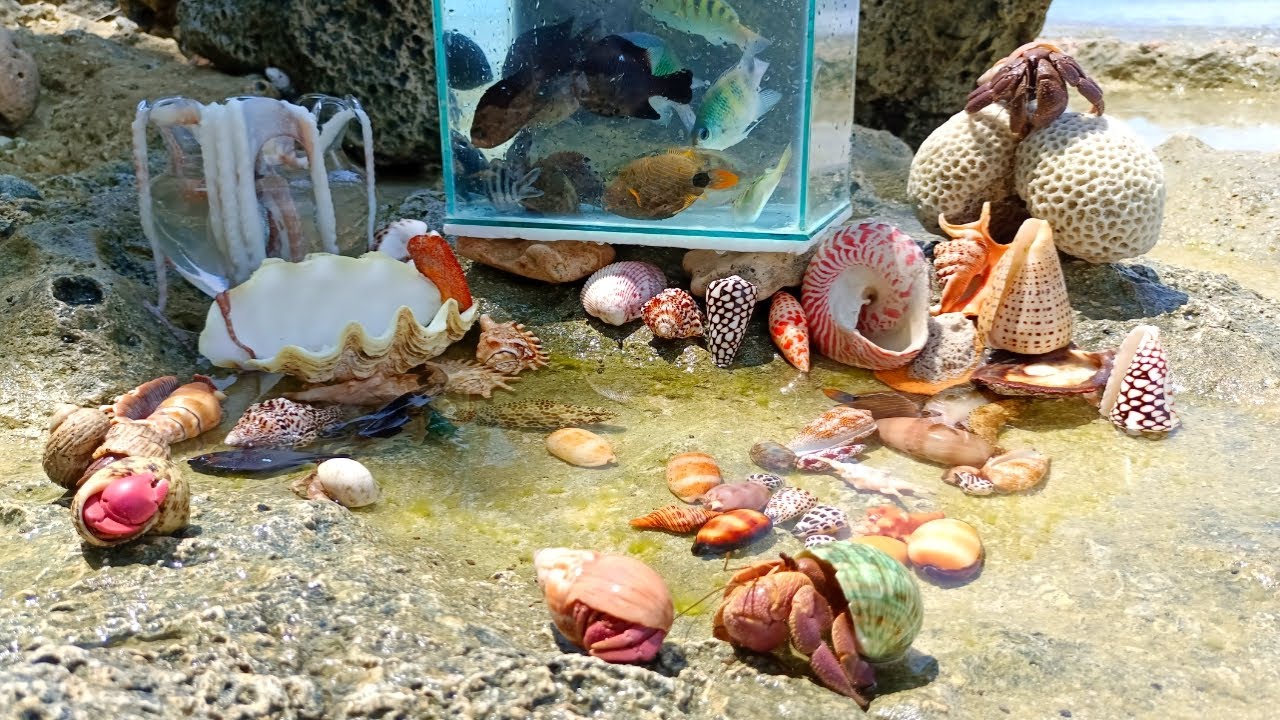 Menemukan keong kelomang siput, kepiting, ikan buntal, gurita, ikan ...