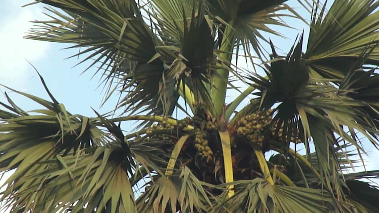 Went to Dedvasarn with Yusvan Kaka to buy Tadi & Gedli 21st April 2011 ...