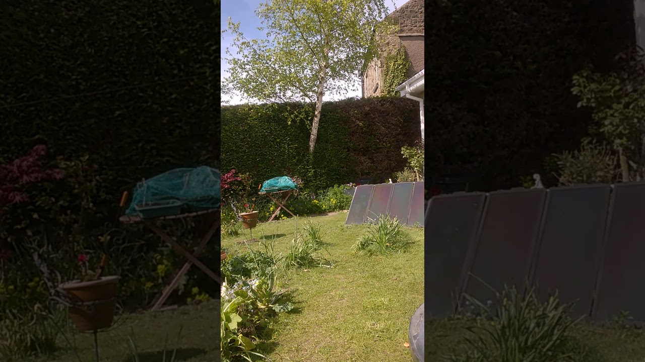 Guinnie pig gimp brains - YouTube