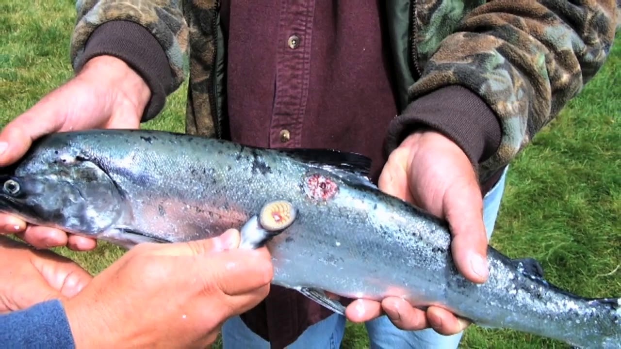The Vampire Fish Lamprey - YouTube