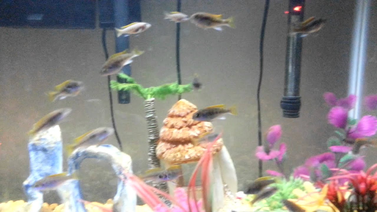 Baby african cichlids. - YouTube