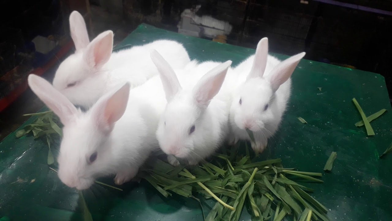 NEWZILAND WHITE BUNNIES || PRICE 12000 || 40 days weight 800gm || MALIK ...