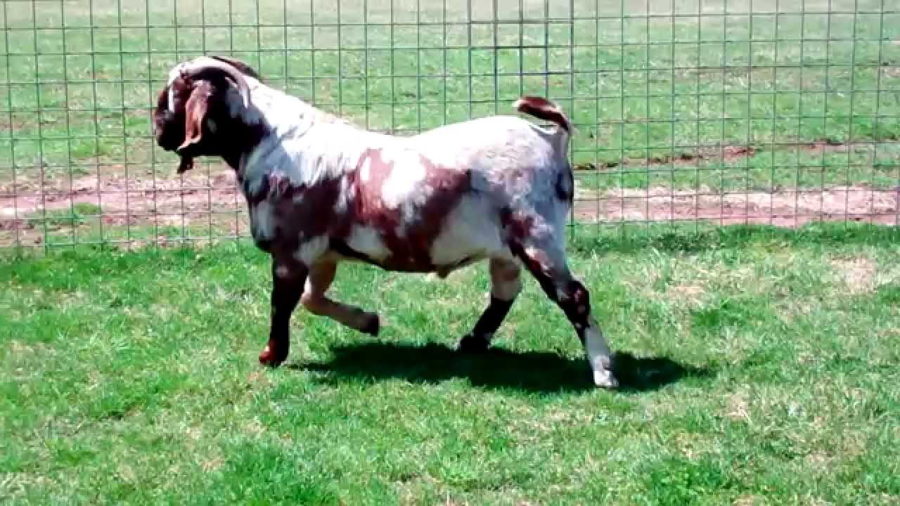 SOLD ~ MAX Boer Goats I EXPLODE - YouTube