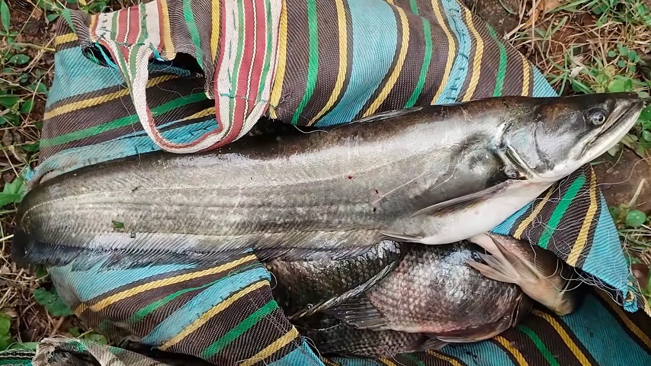 जाल डाला और निकल आई Monster Fish! | Shocking Fishing Moment - YouTube