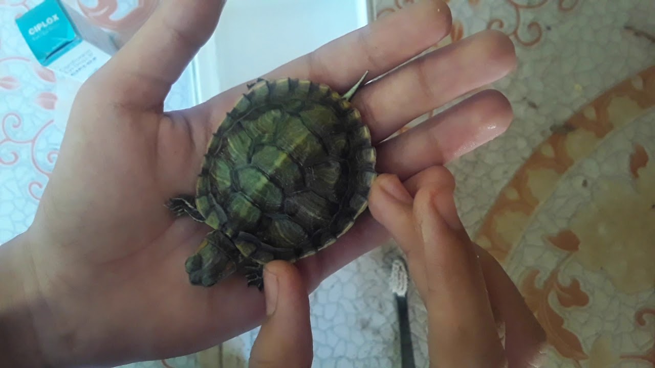 How To Clean A Turtle Shell YouTube how-to-clean-a-turtle-shell-youtube