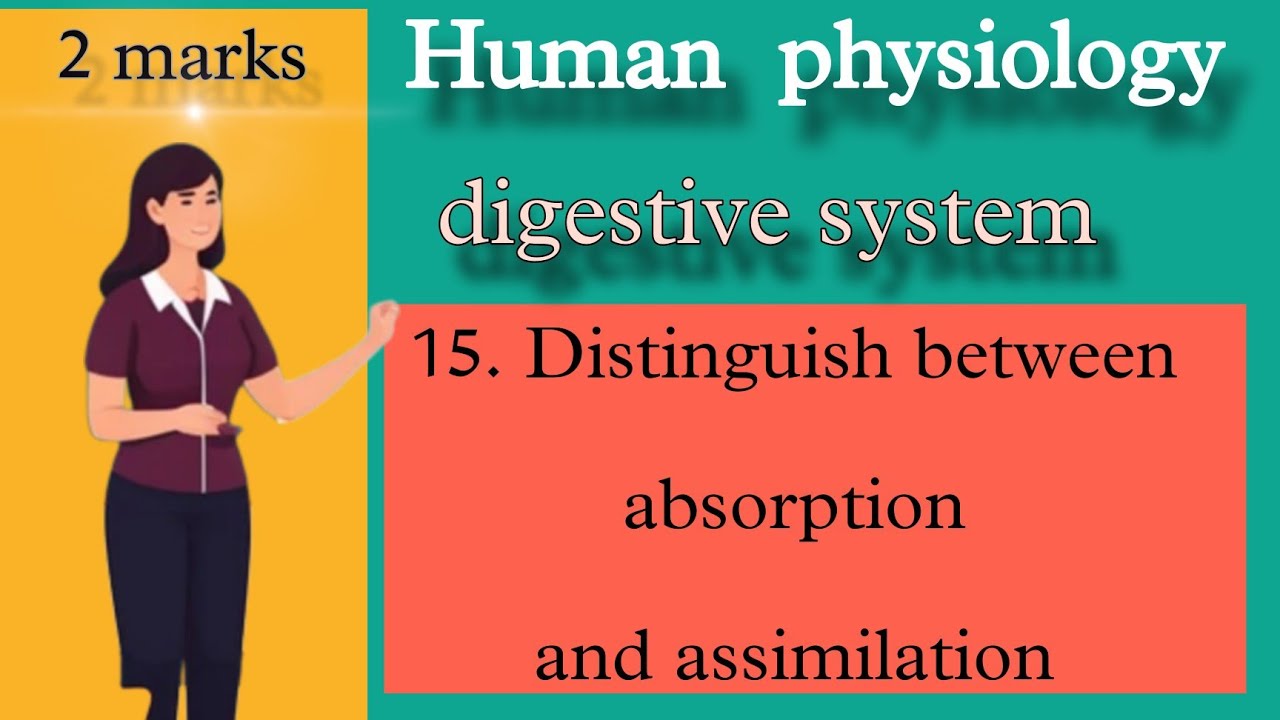 15. Distinguish between absorption and assimilation - YouTube