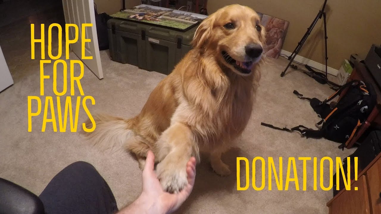Oshie's New Years Eve Hope For Paws Donation! 30k Subscribers! | Oshies ...