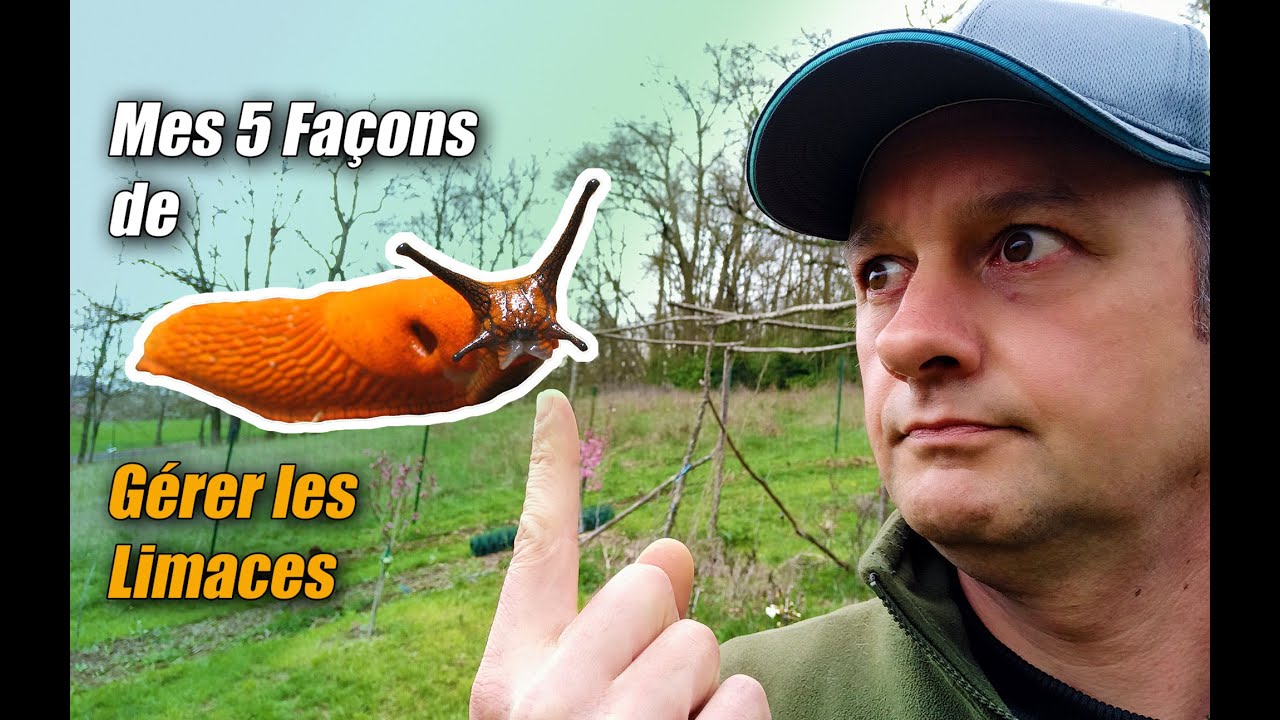 Gérer les Limaces au Potager - YouTube