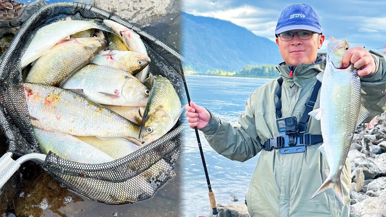 Epic Shad Fishing at Bonneville Dam 06/16/2024 | Mastering Shallow ...