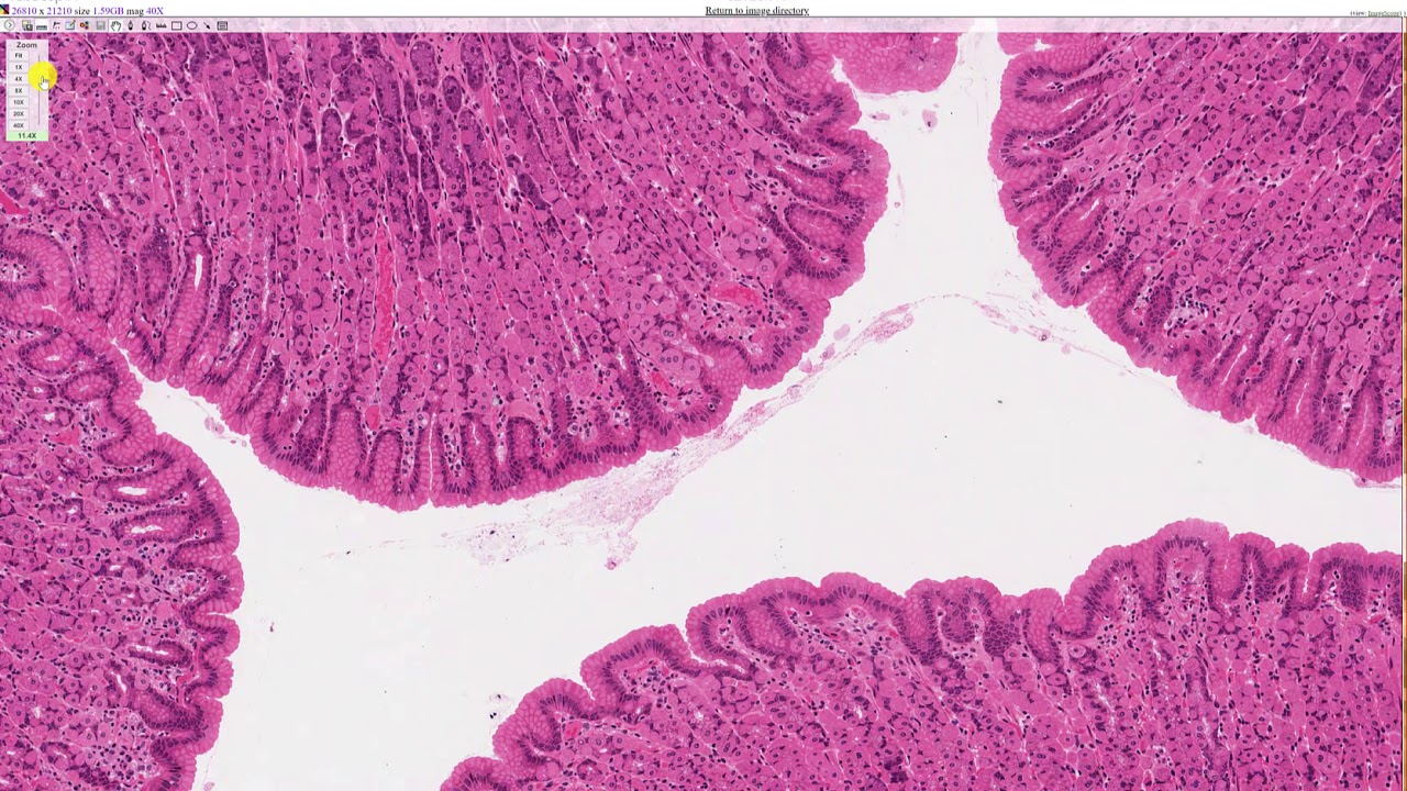 Histology of the digestive lab - YouTube