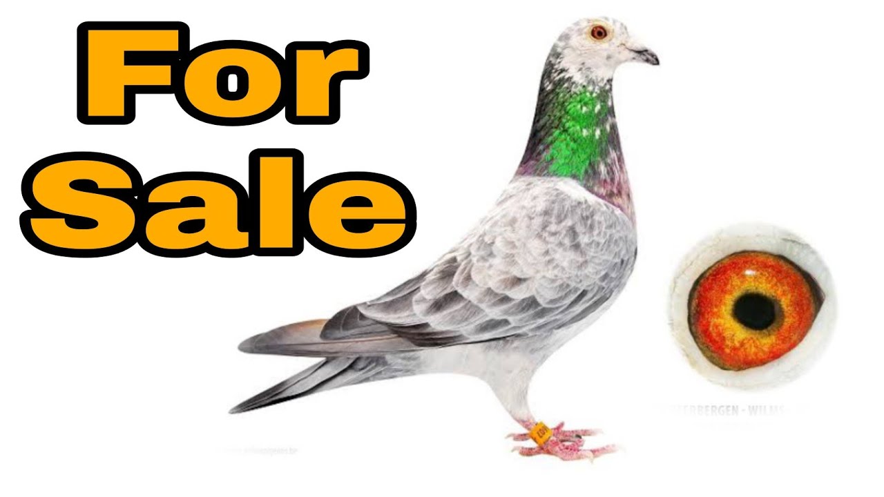Grizzle Racing pigeons for Sale | Racer pigeon for sale ...