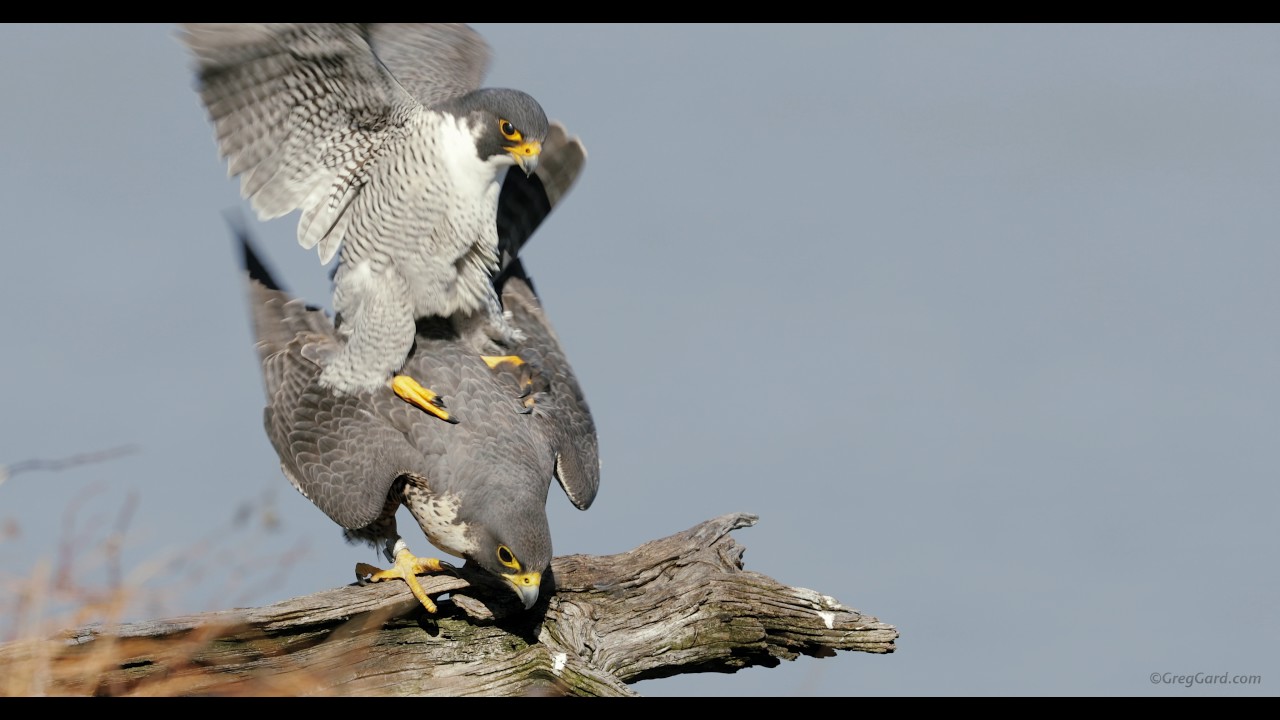 Peregrine Falcons mating - YouTube