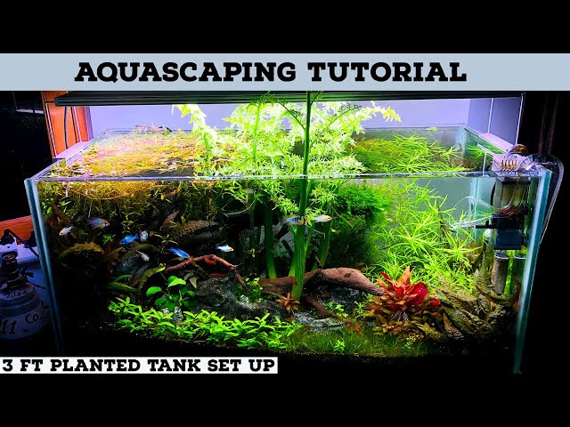 Planted Aquarium Setup Guide 6 Tips For Setting Up A New Fish Tank