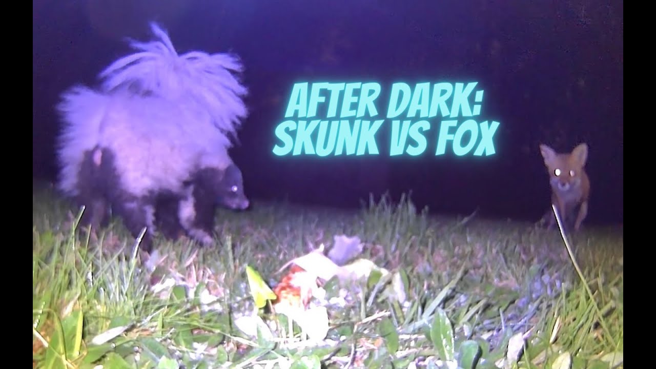 After Dark: Skunk Vs Fox - YouTube