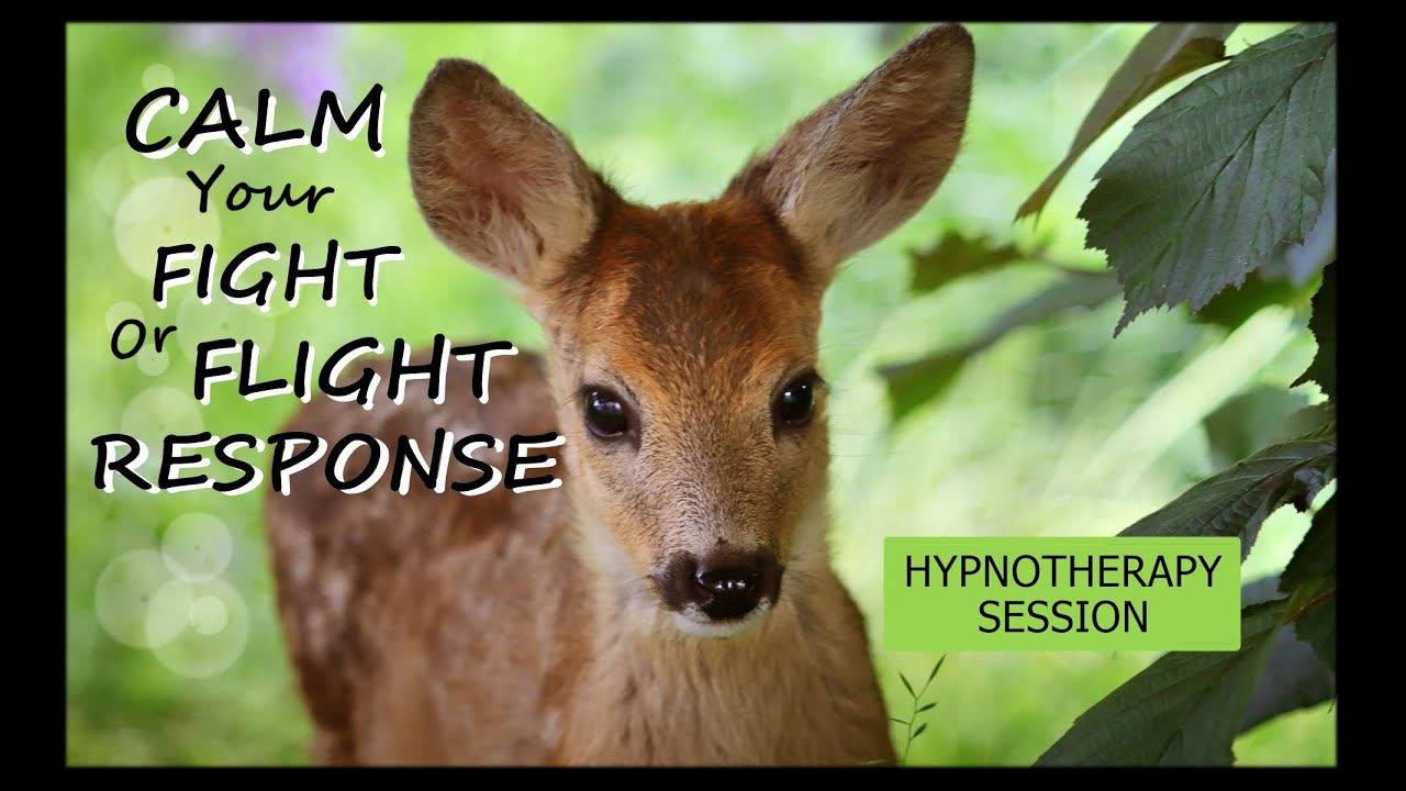 Calm Your Fight Or Flight Response and Feel Your Body Let Go ...