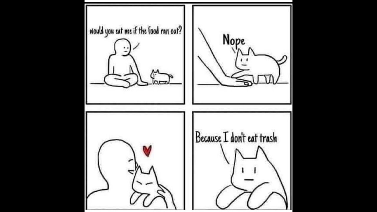 Cat Memes - January 2025 - YouTube